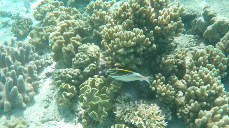 Mackay Cay – Helene Young